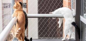 10 Tips For Cat-Proofing Your Home - Catish