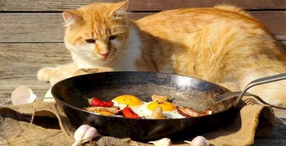 8 Easy Home-Cooked Cat Food Recipes to Treat your Cat - Catish